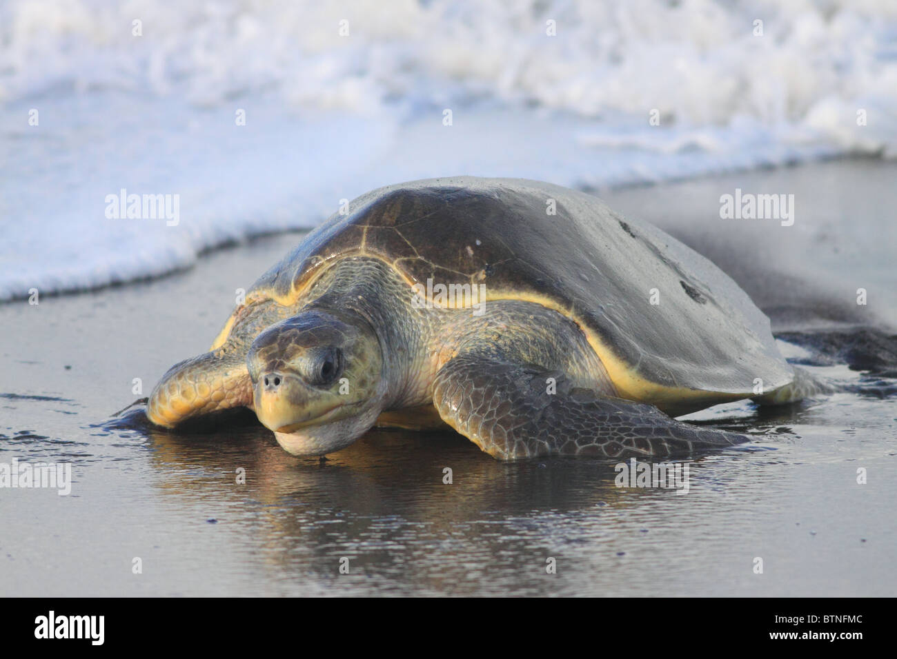 Olive Ridley Turtle (Lepidochelys olivacea) comes ashore to nest during ...