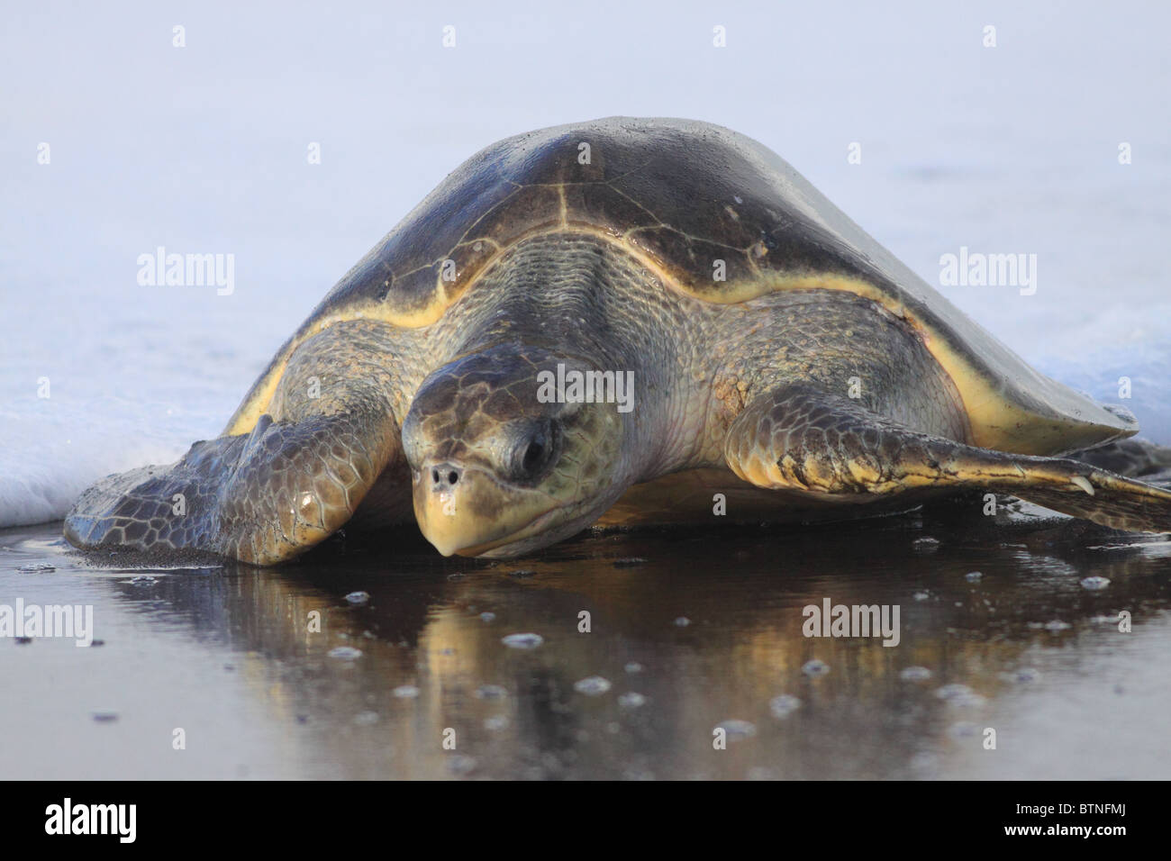Olive Ridley Turtle (Lepidochelys olivacea) comes ashore to nest during ...