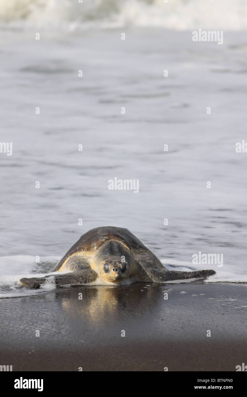 Olive Ridley Turtle (Lepidochelys olivacea) come ashore to nest during ...
