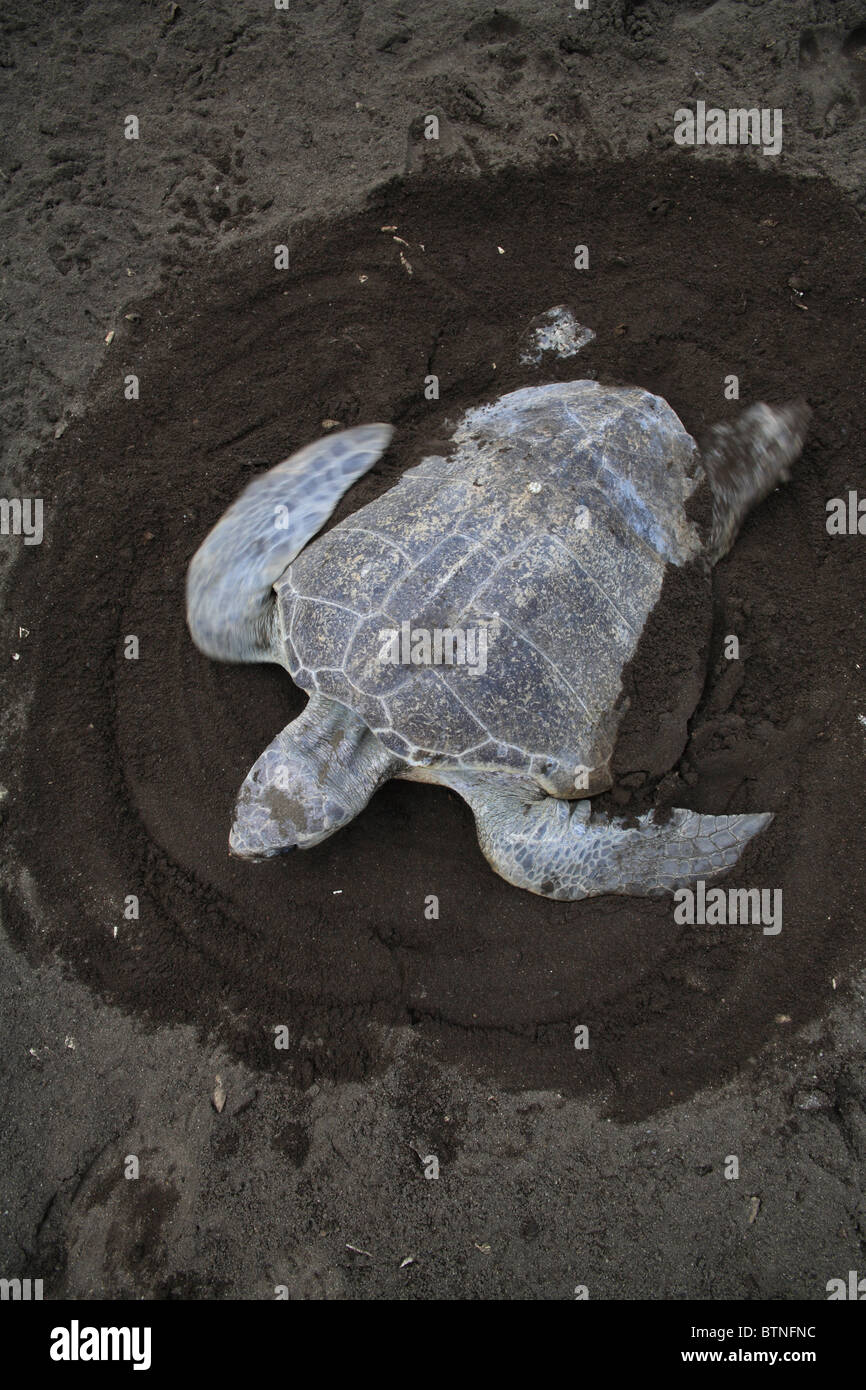 Olive Ridley Turtle (Lepidochelys olivacea) covers nest on beach during ...