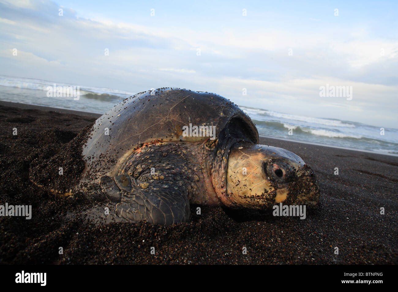 Olive Ridley Turtle (Lepidochelys olivacea) comes ashore to nest during ...
