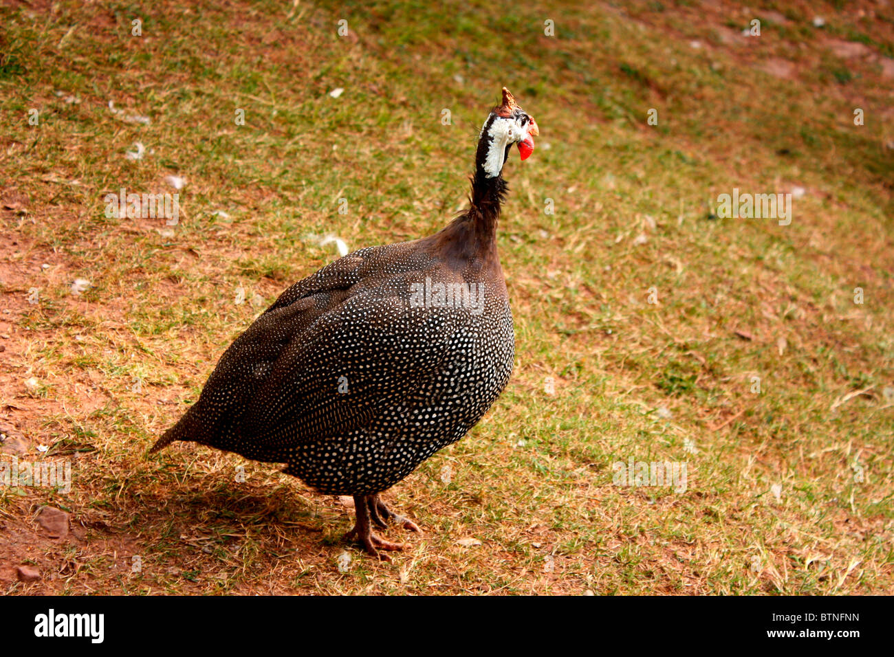 Peahen bird hi-res stock photography and images - Alamy