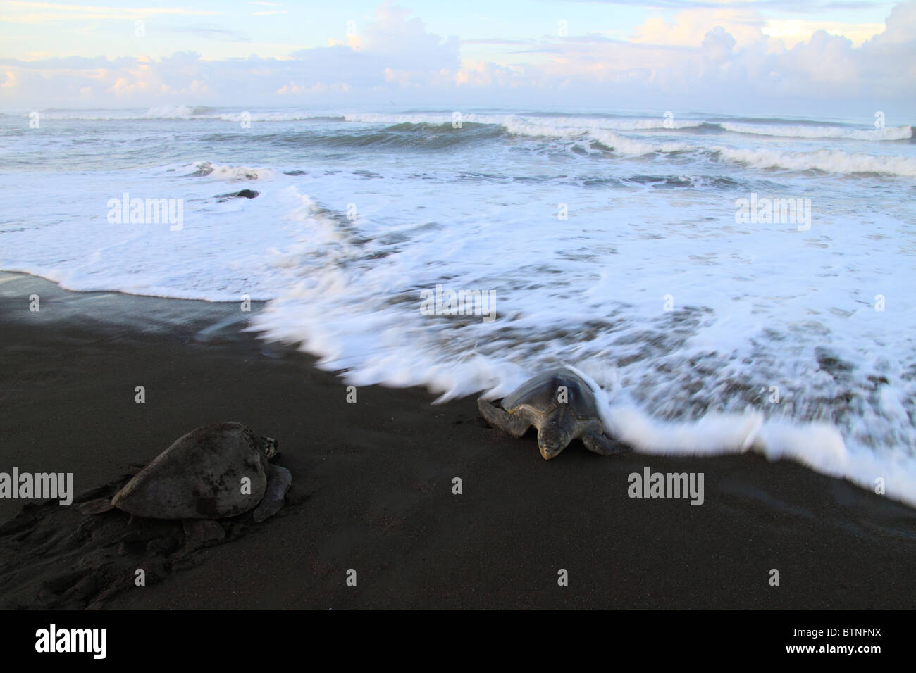 Olive Ridley Turtles (Lepidochelys olivacea) come ashore to nest ...