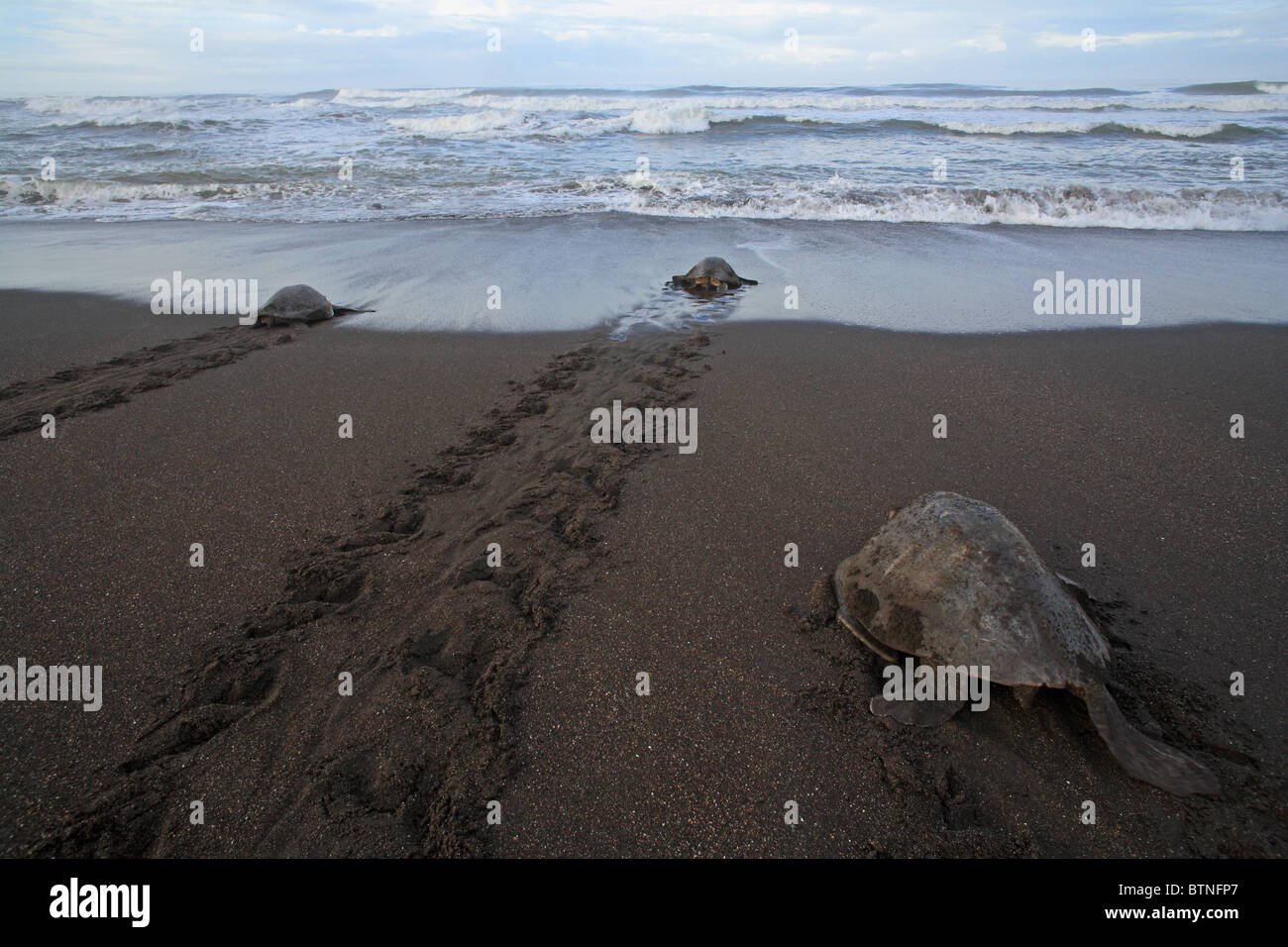 Olive Ridley Turtles (Lepidochelys olivacea) return to sea after ...