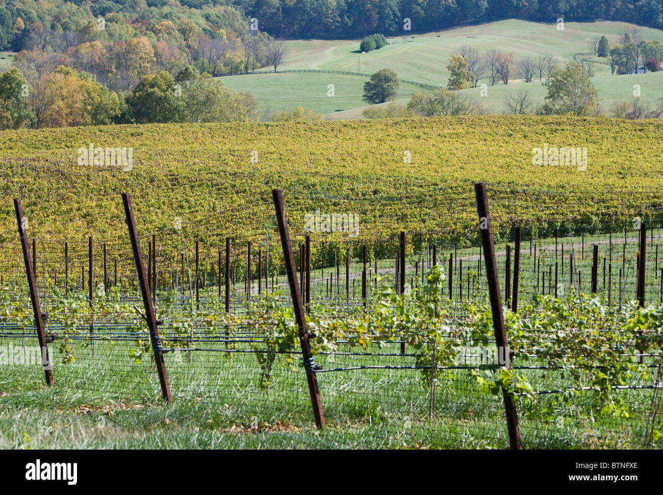 A Virginia wine vineyard Stock Photo - Alamy