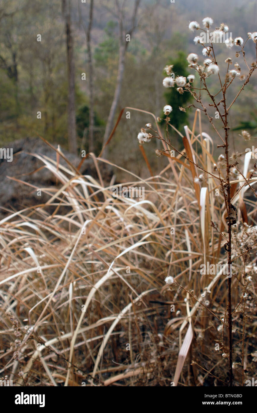 Beautiful dry flowers dot the landscape along a trail used by slash and ...