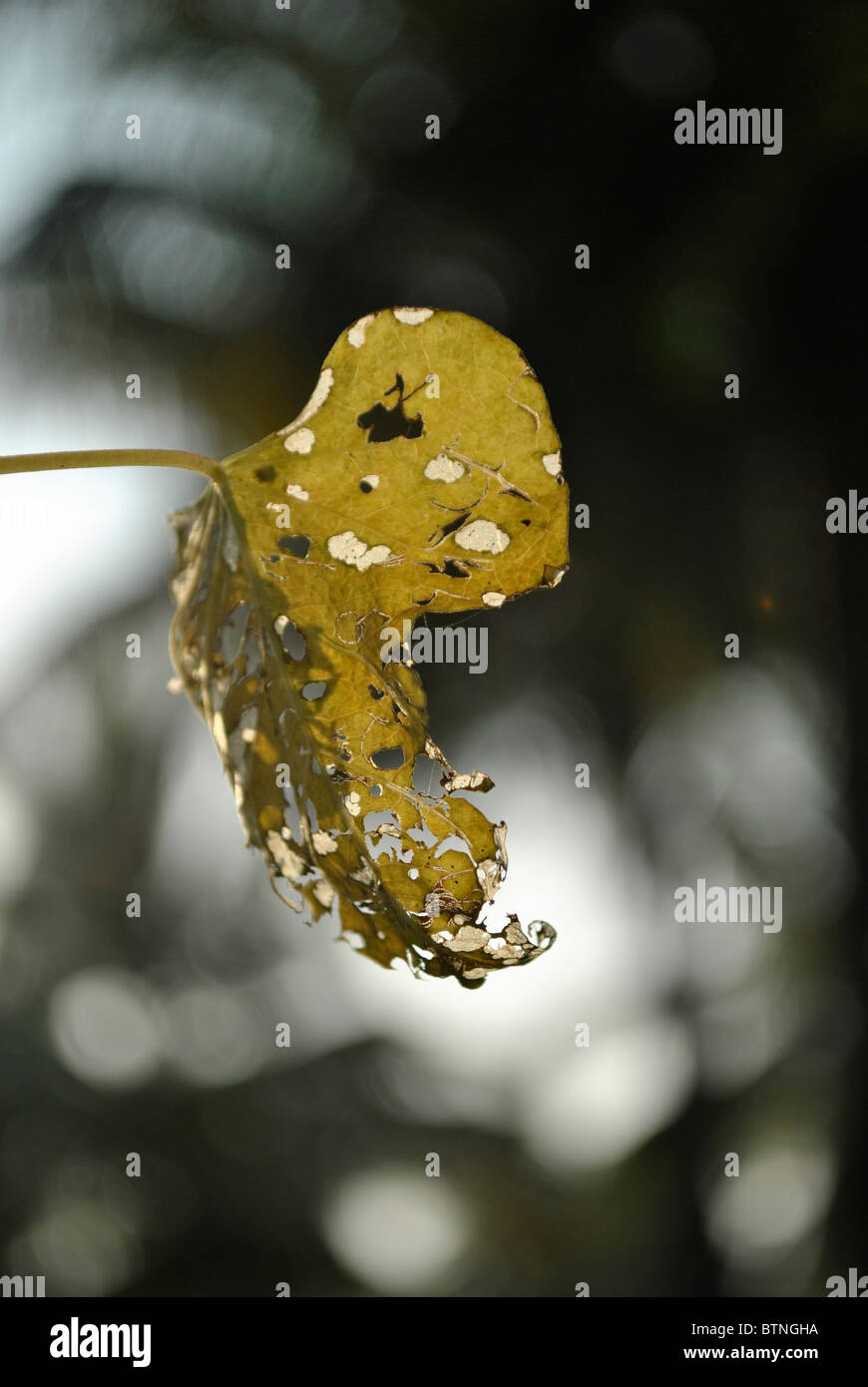 Infected plant leaf hi-res stock photography and images - Alamy