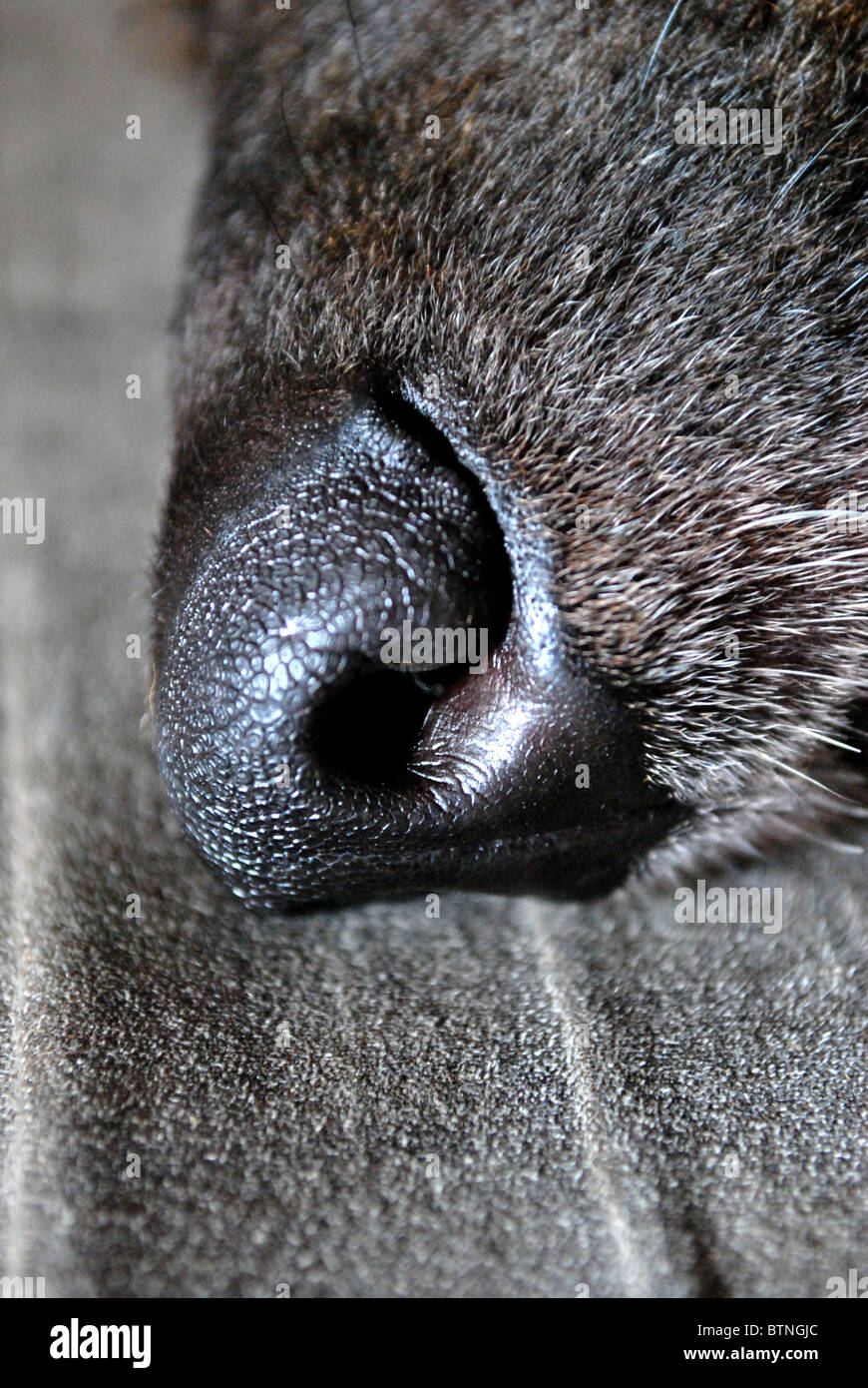 Why Is My Dogs Nose Cold And Dry