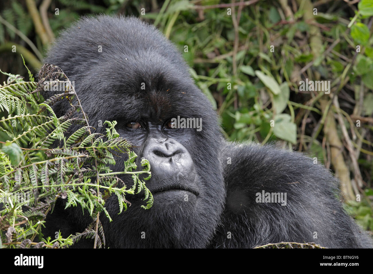 Mountain Gorilla silverback Stock Photo - Alamy