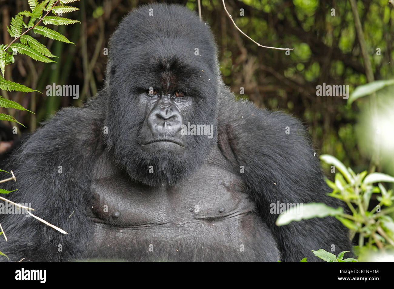 Mountain Gorilla silverback Stock Photo - Alamy