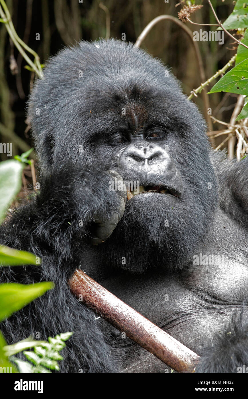 Mountain Gorilla silverback eating bamboo Stock Photo - Alamy
