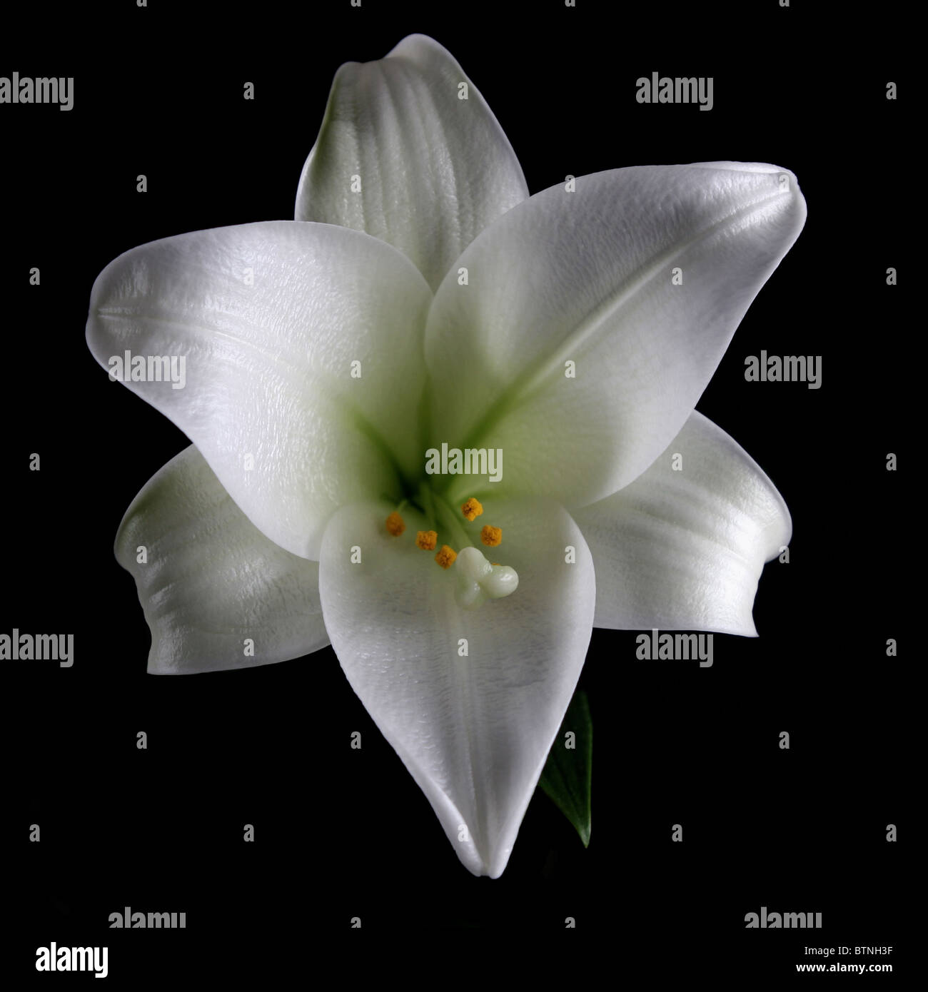White lily flower head on a black background Stock Photo - Alamy