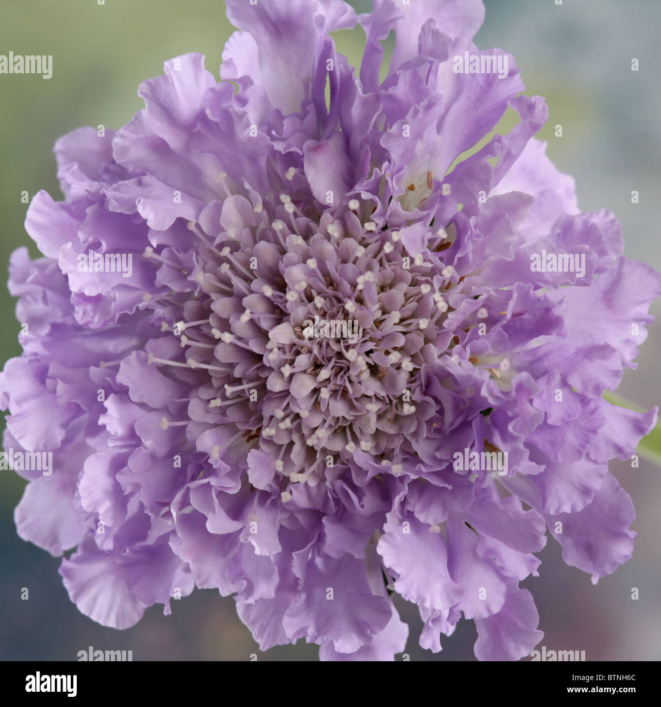 Shades of purple mauve blue hi-res stock photography and images - Alamy