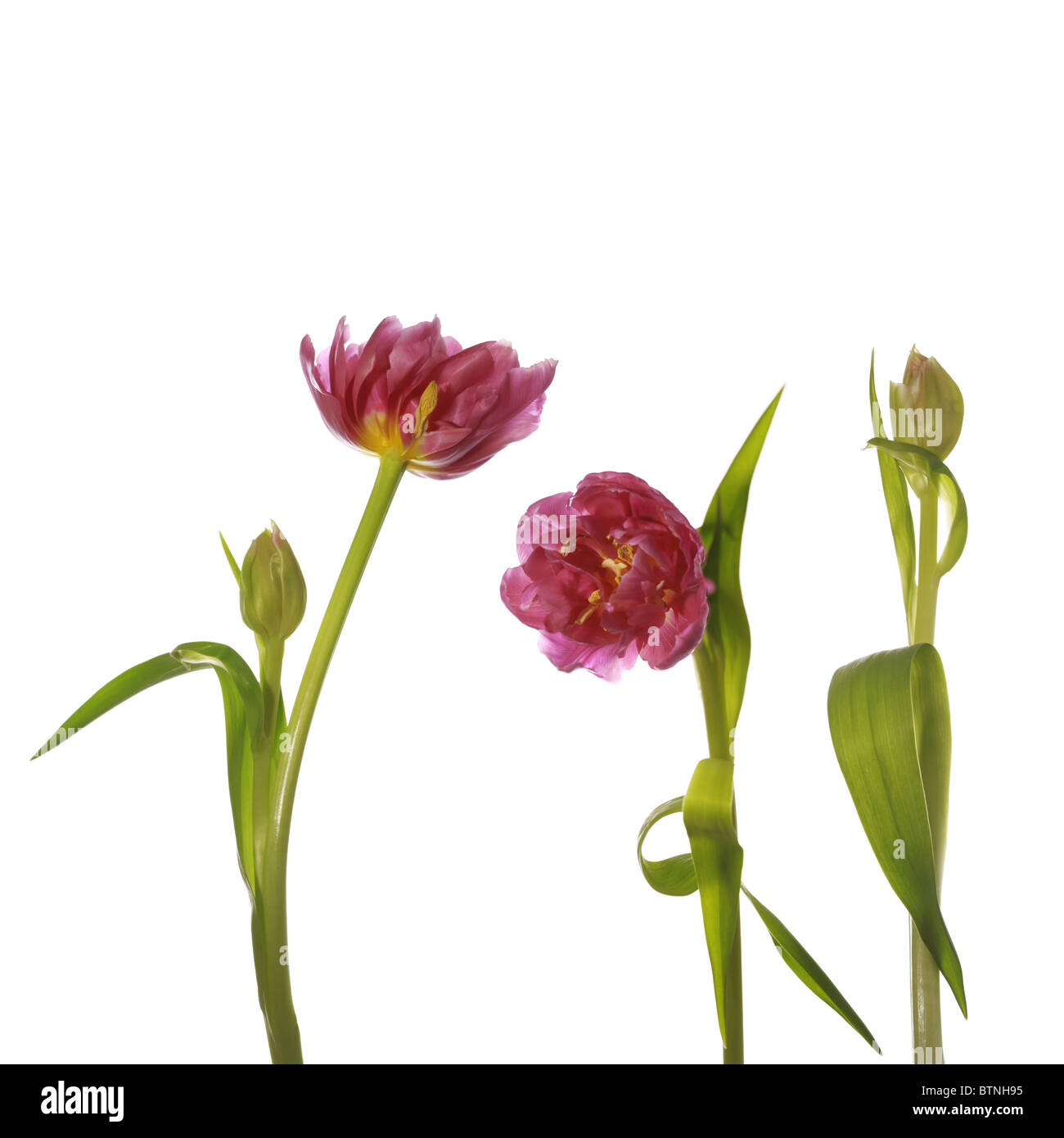 Red cross images Cut Out Stock Images & Pictures - Alamy