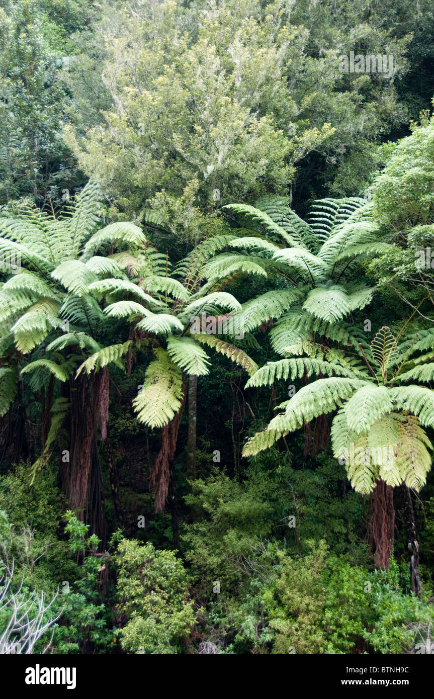 Urutawa Conservation Area,Palms,Ferns,Trees, Waioeka River, Waioeka ...