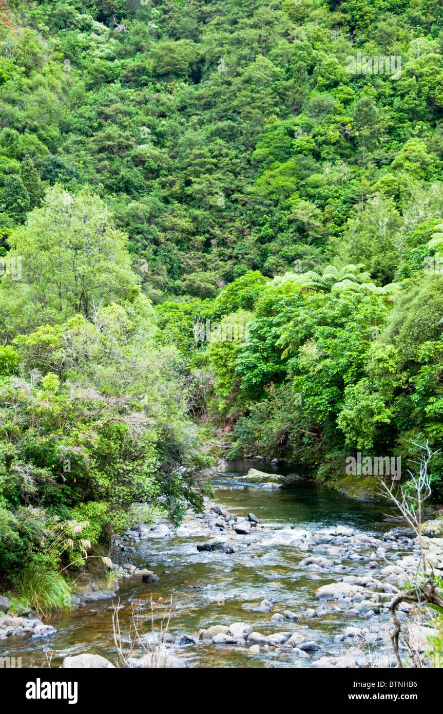 Urutawa Conservation Area,Palms,Ferns,Trees, Waioeka River, Waioeka ...