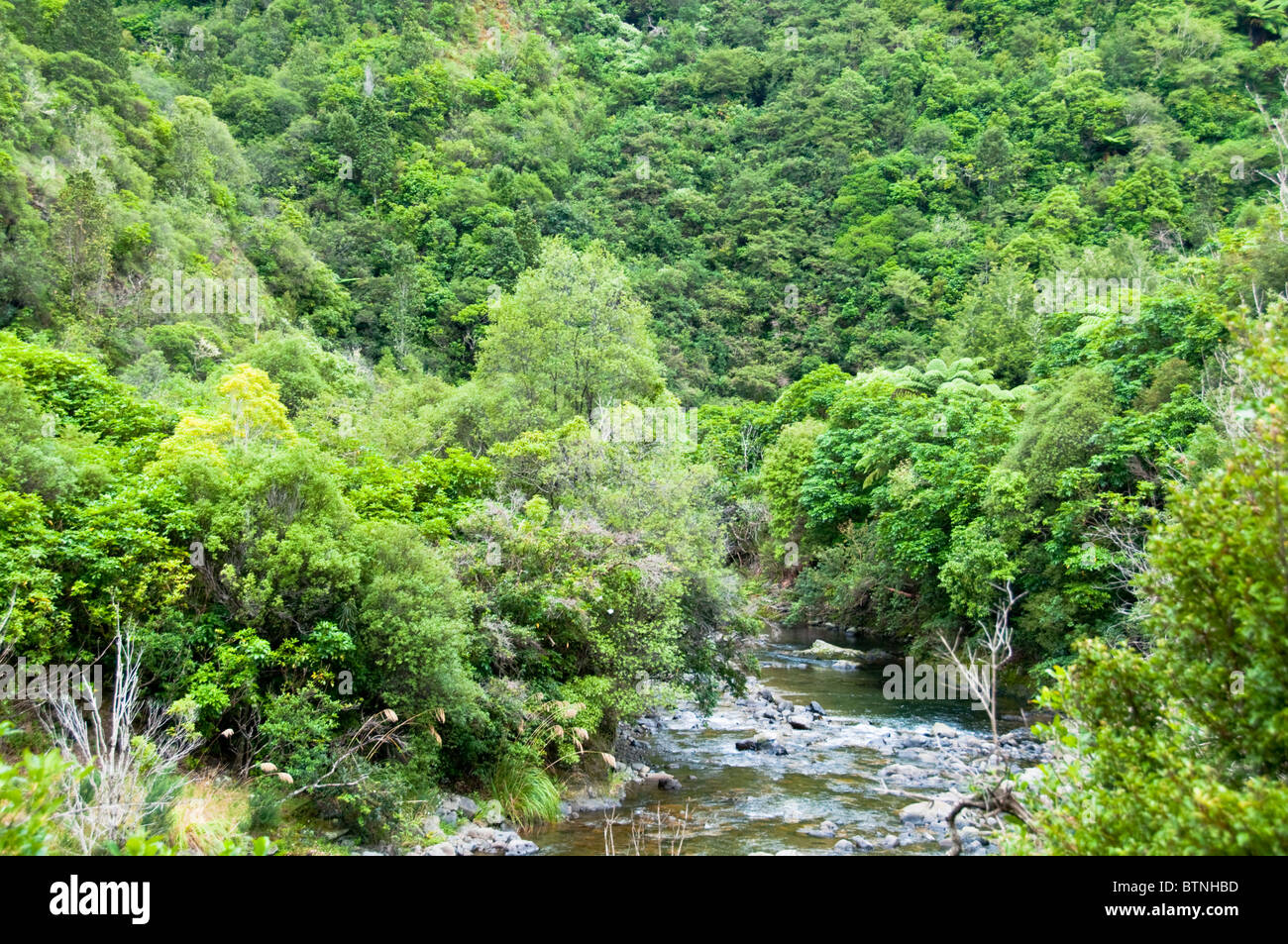 Urutawa Conservation Area,Palms,Ferns,Trees, Waioeka River, Waioeka ...