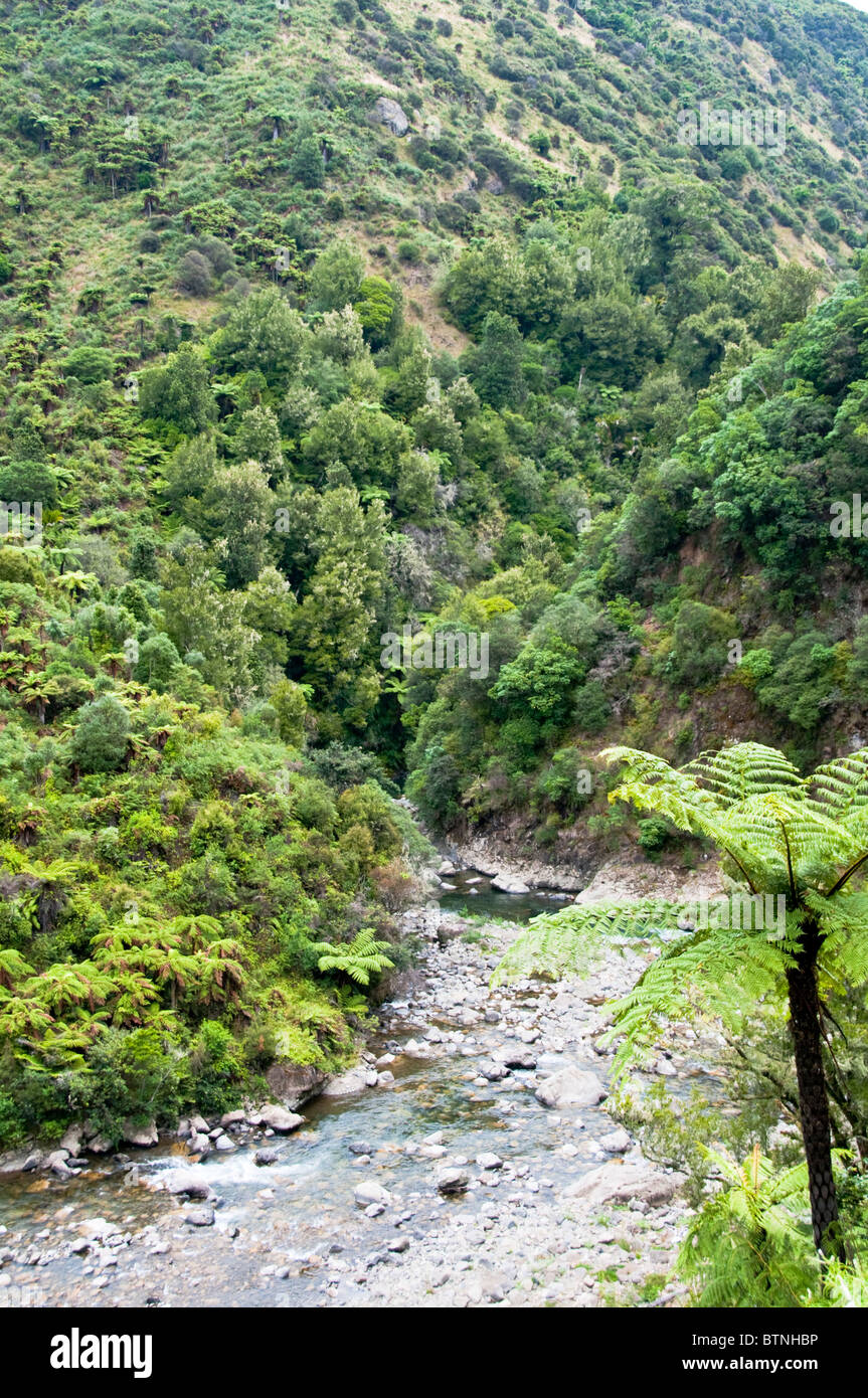 Urutawa Conservation Area,Palms,Ferns,Trees, Waioeka River, Waioeka ...