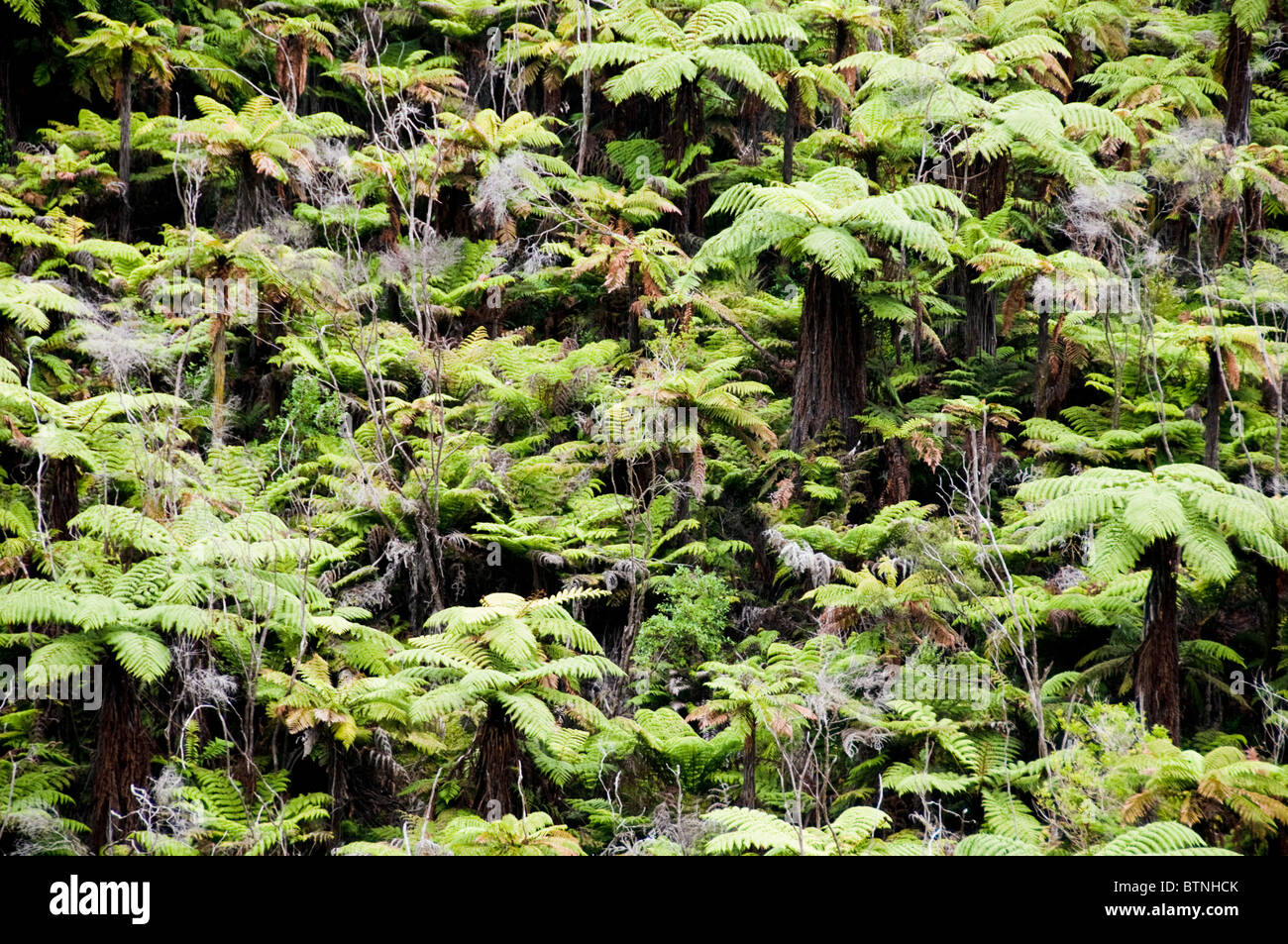 Urutawa Conservation Area,Palms,Ferns,Trees, Waioeka River, Waioeka ...