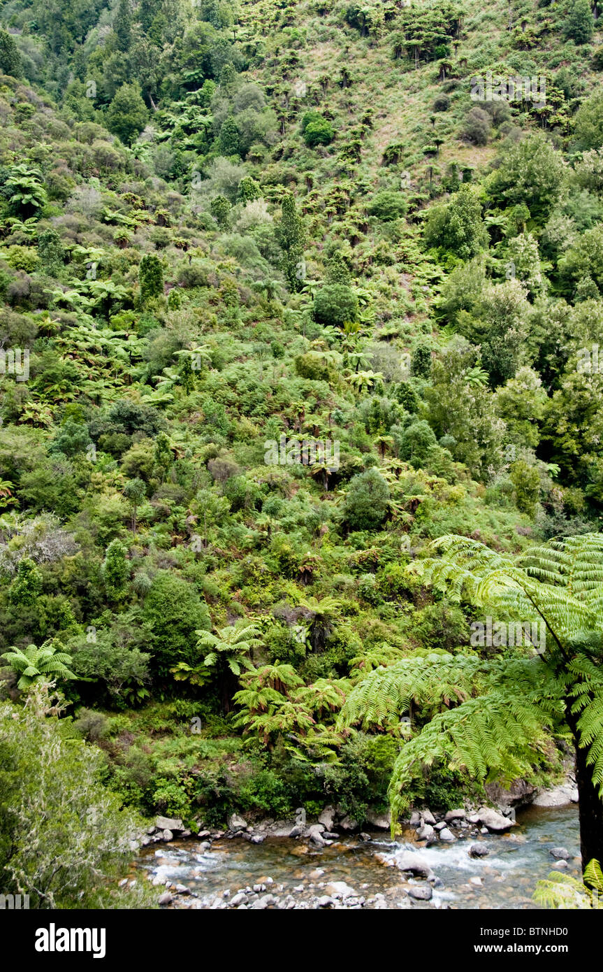 Waioeka gorge scenic reserve and river hi-res stock photography and ...