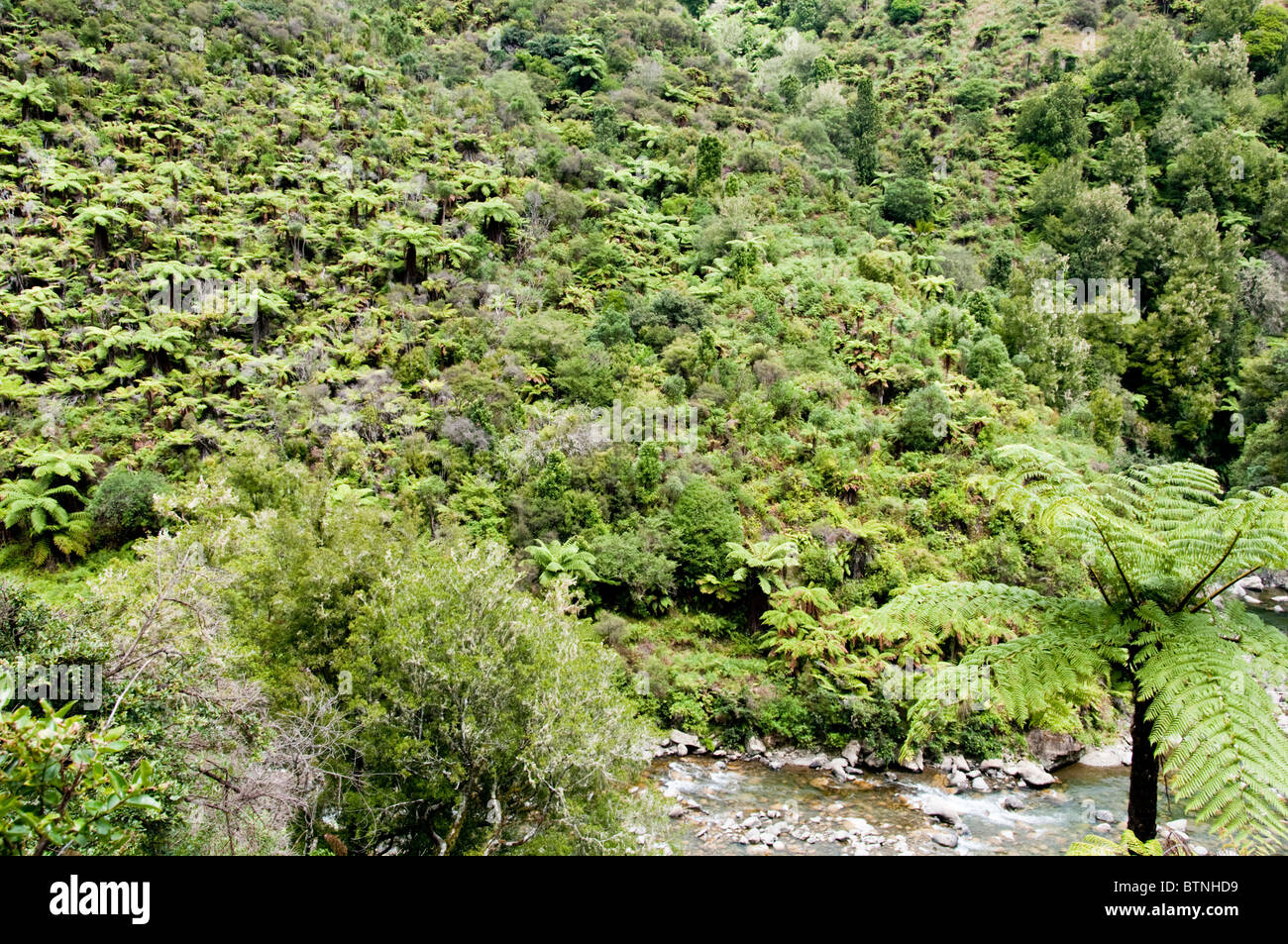 Urutawa Conservation Area,Palms,Ferns,Trees, Waioeka River, Waioeka ...