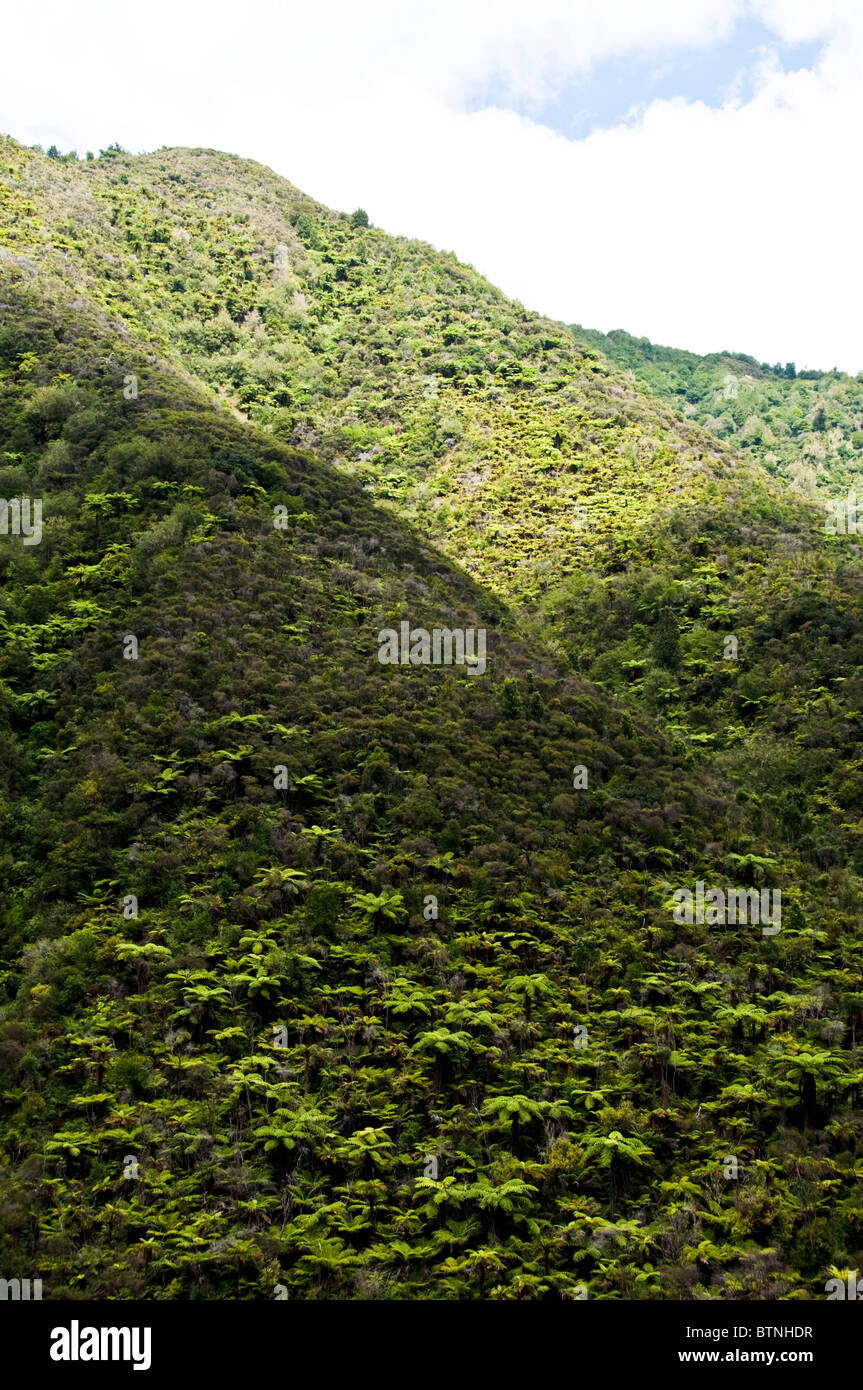 Urutawa Conservation Area,Palms,Ferns,Trees, Waioeka River, Waioeka ...
