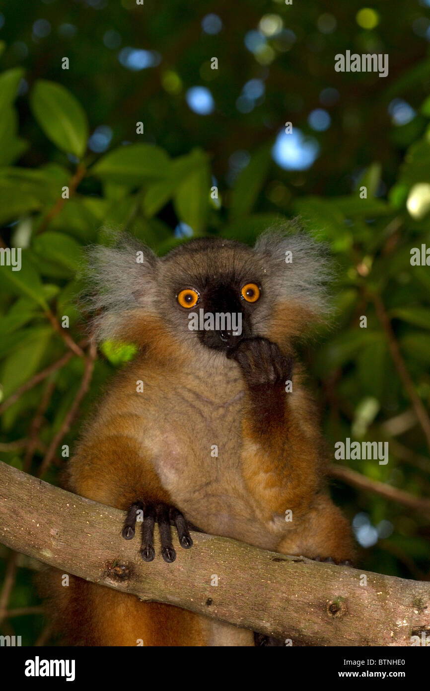 Black lemur eulemur macaco macaco hi-res stock photography and images ...