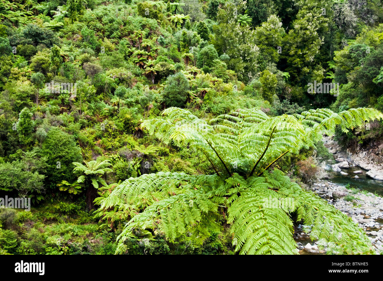 Urutawa Conservation Area,Palms,Ferns,Trees, Waioeka River, Waioeka ...