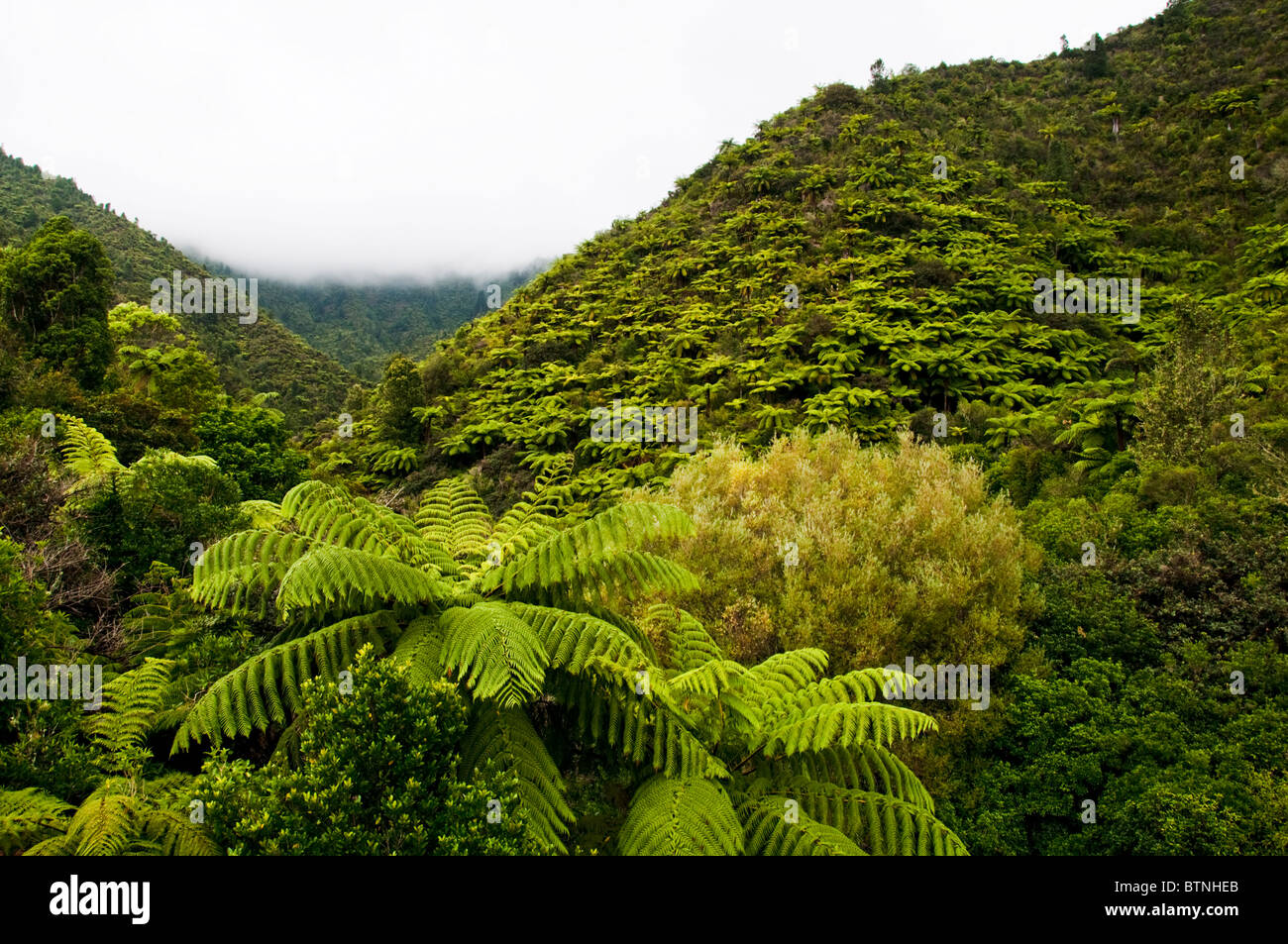 Urutawa Conservation Area,Palms,Ferns,Trees, Waioeka River, Waioeka ...