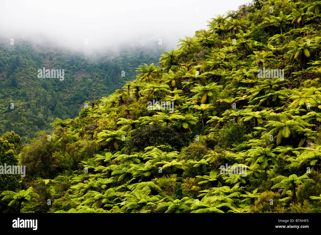 Urutawa Conservation Area,Palms,Ferns,Trees, Waioeka River, Waioeka ...