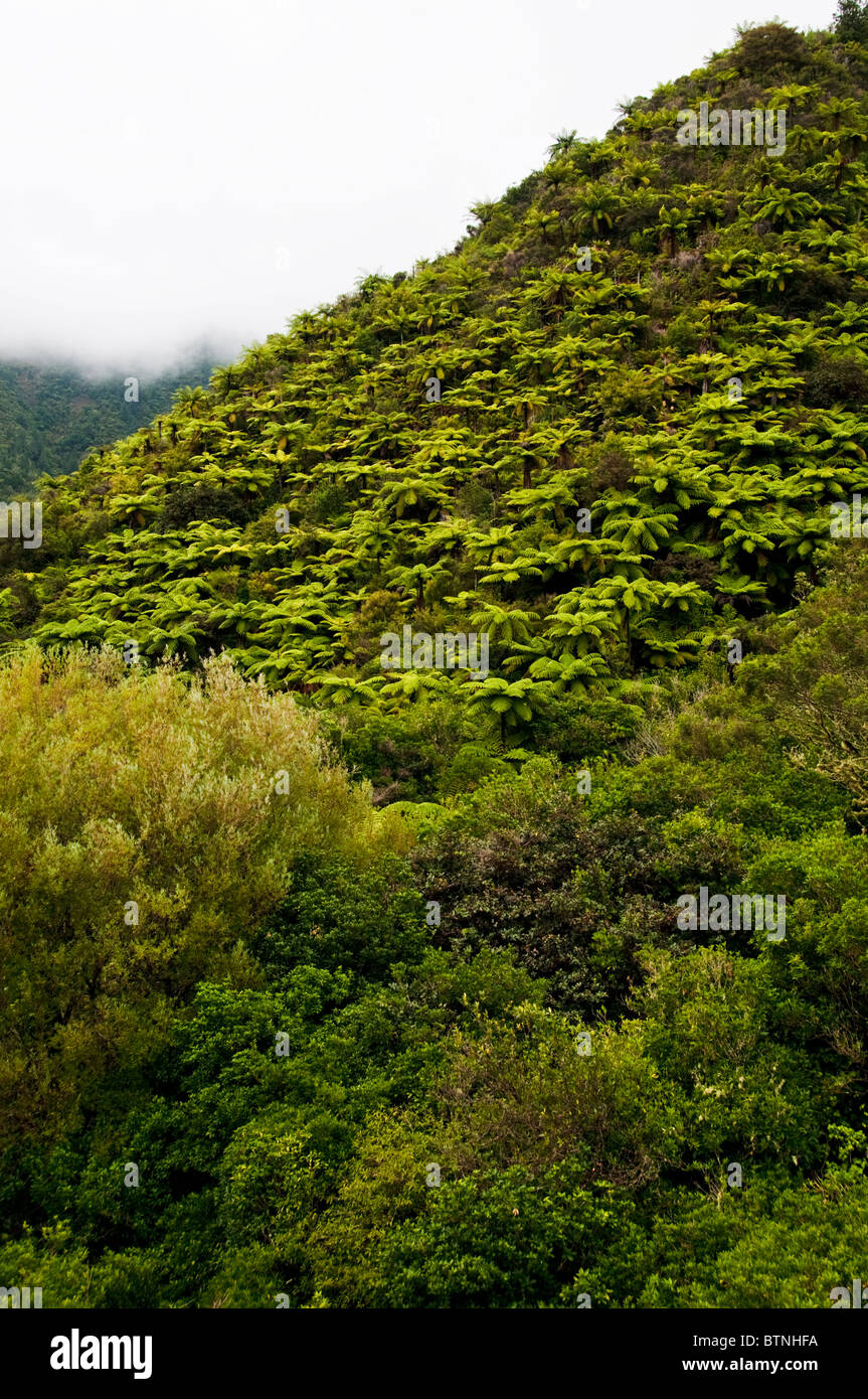 Urutawa Conservation Area,Palms,Ferns,Trees, Waioeka River, Waioeka ...
