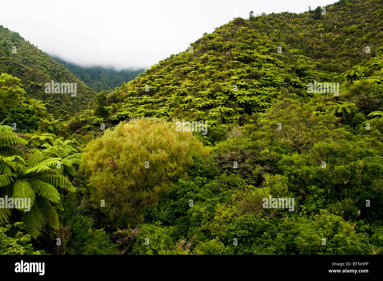 Urutawa Conservation Area,Palms,Ferns,Trees, Waioeka River, Waioeka ...
