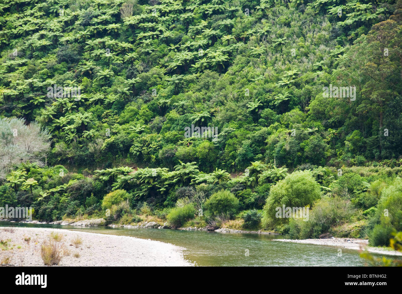 Urutawa Conservation Area,Palms,Ferns,Trees, Waioeka River, Waioeka ...