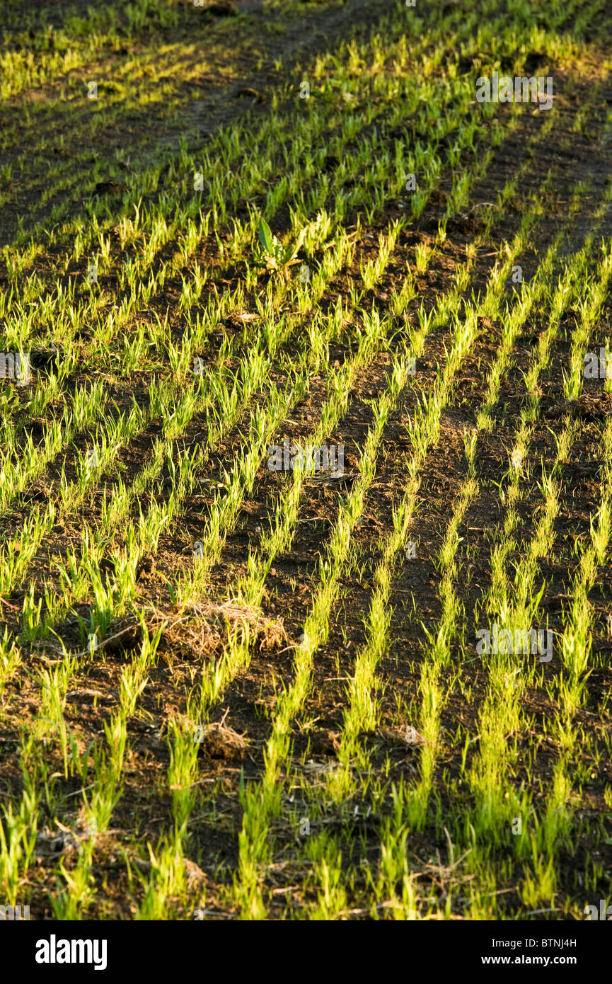 Grass seed sown hi-res stock photography and images - Alamy