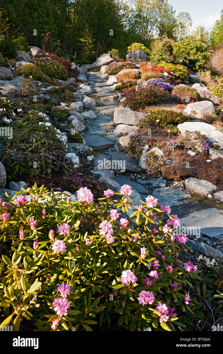 Rhododendron in the Arctic Alpine botanic garden in Tromso, North ...