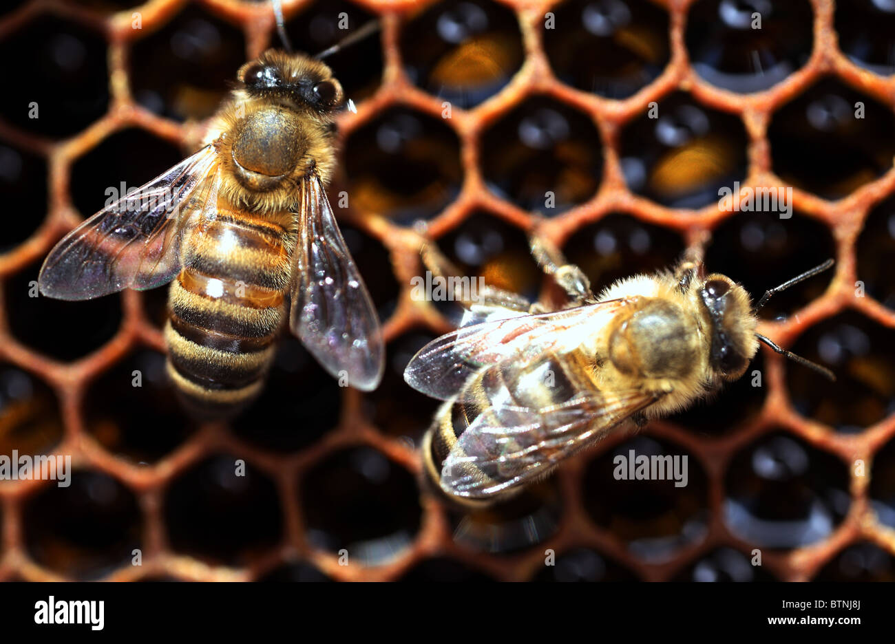 Honeybees nectar comb hi-res stock photography and images - Alamy