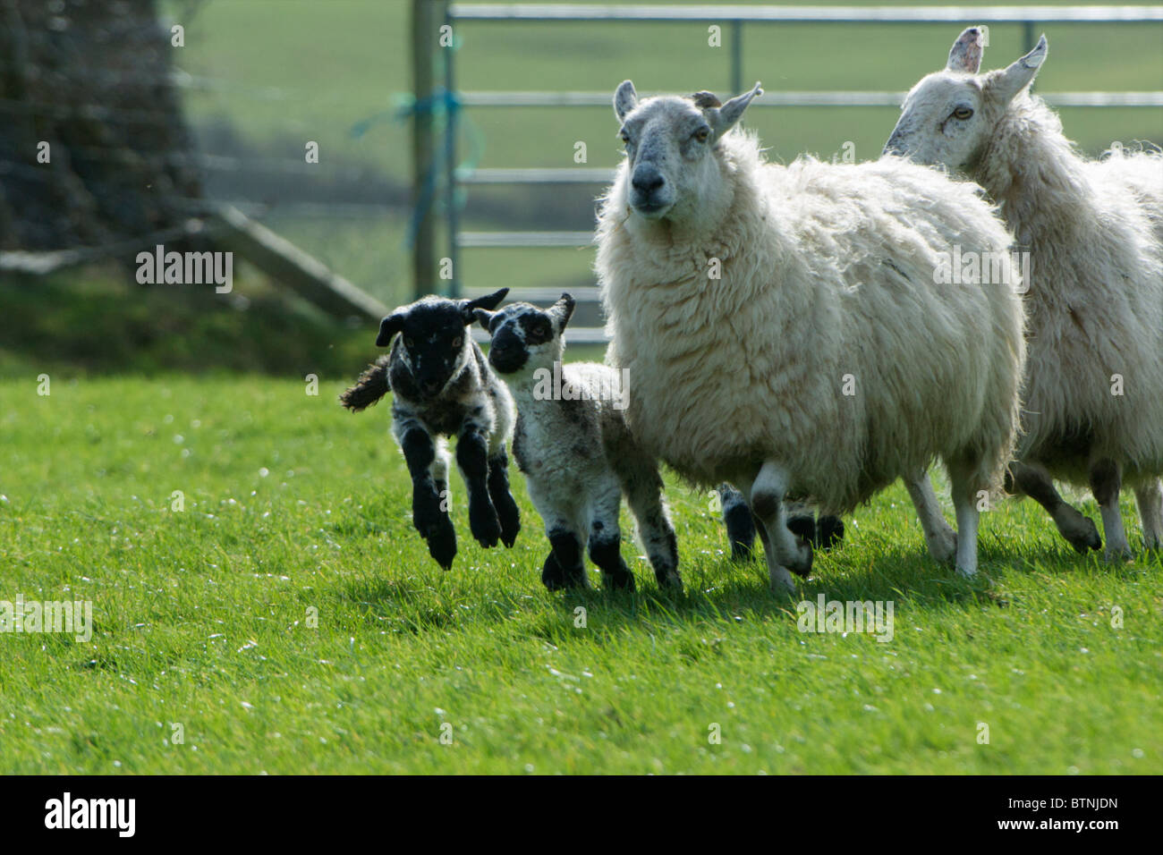 Lamb jumping in field hi-res stock photography and images - Alamy