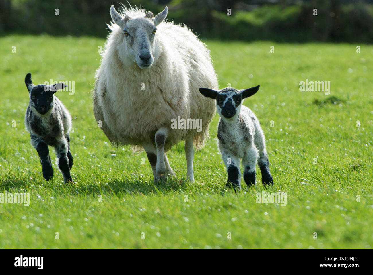 Leaping spring lamb springtime hi-res stock photography and images - Alamy