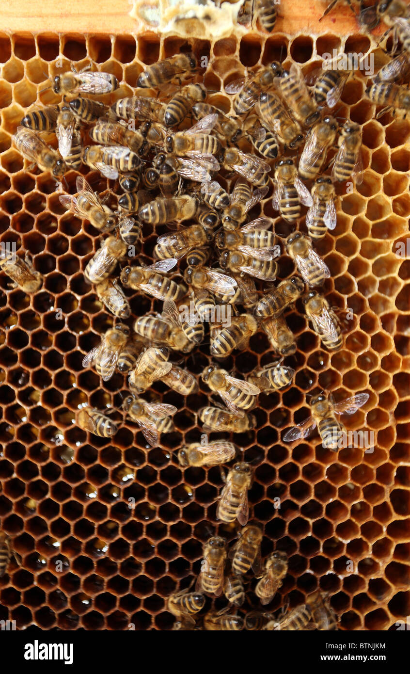 Bees on honey combs hi-res stock photography and images - Alamy