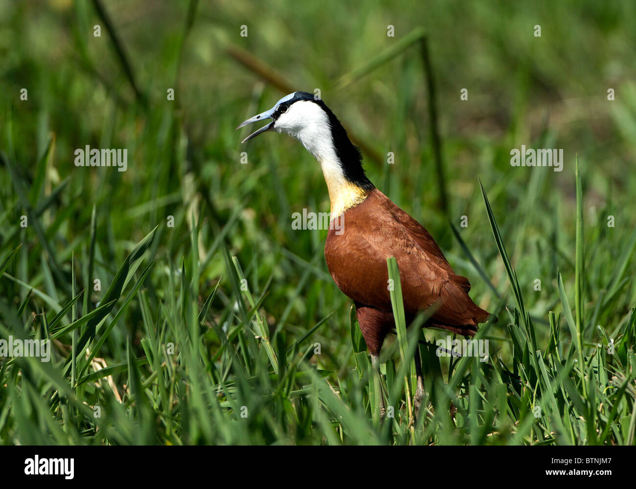 African jacana male hi-res stock photography and images - Alamy