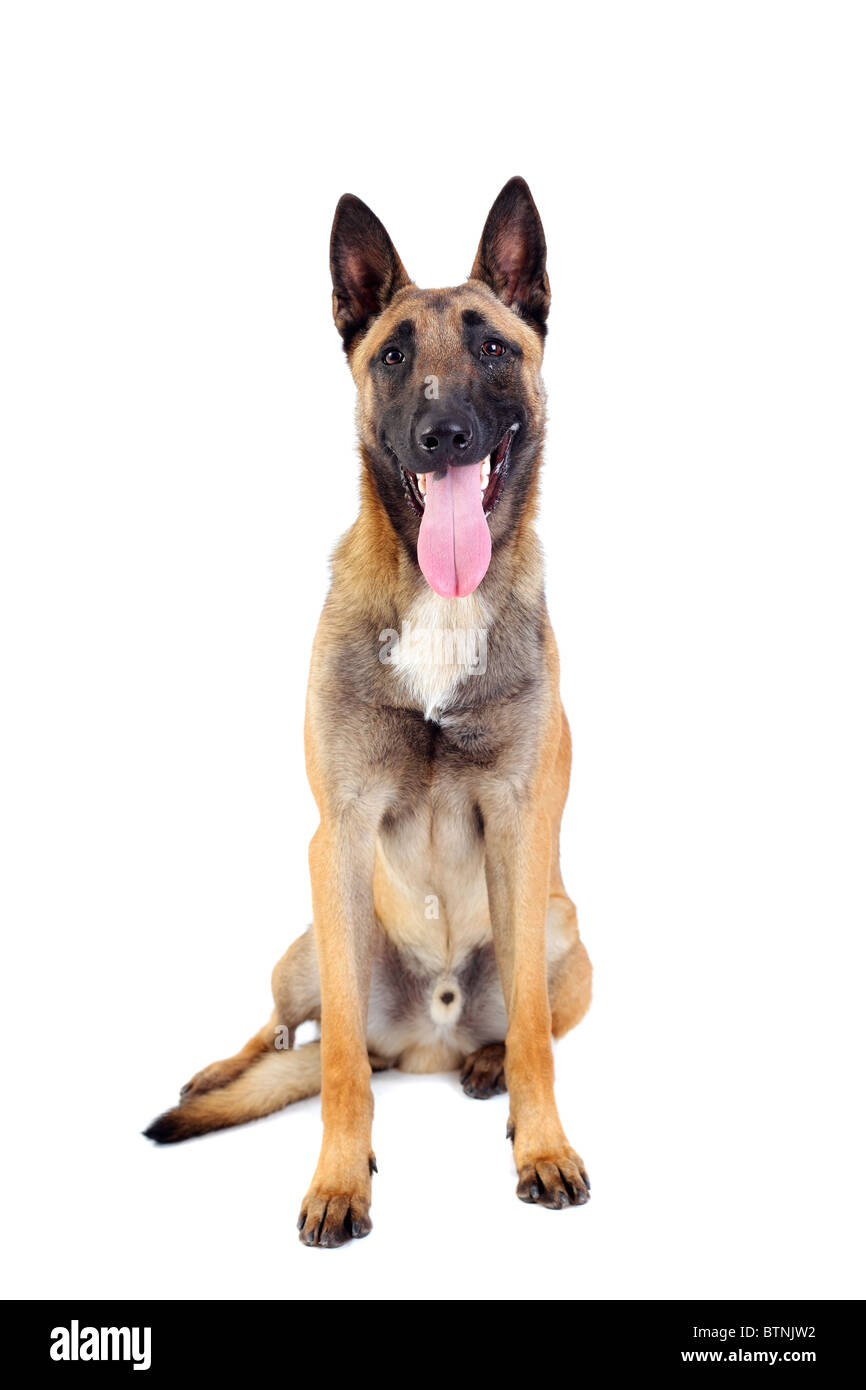 White Belgian Shepherd