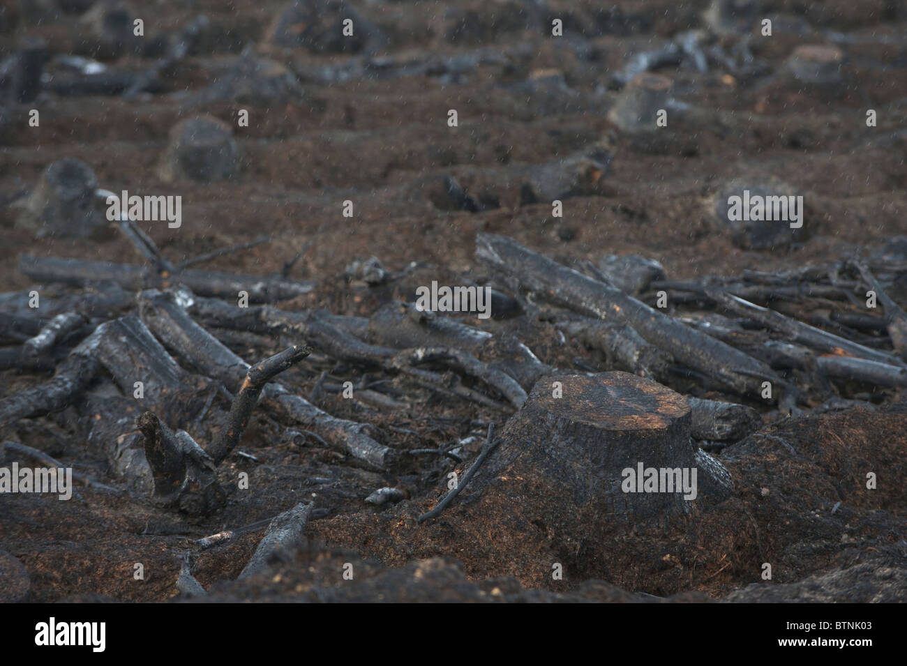 Burnt wood in a forestry after a forest fire Stock Photo - Alamy