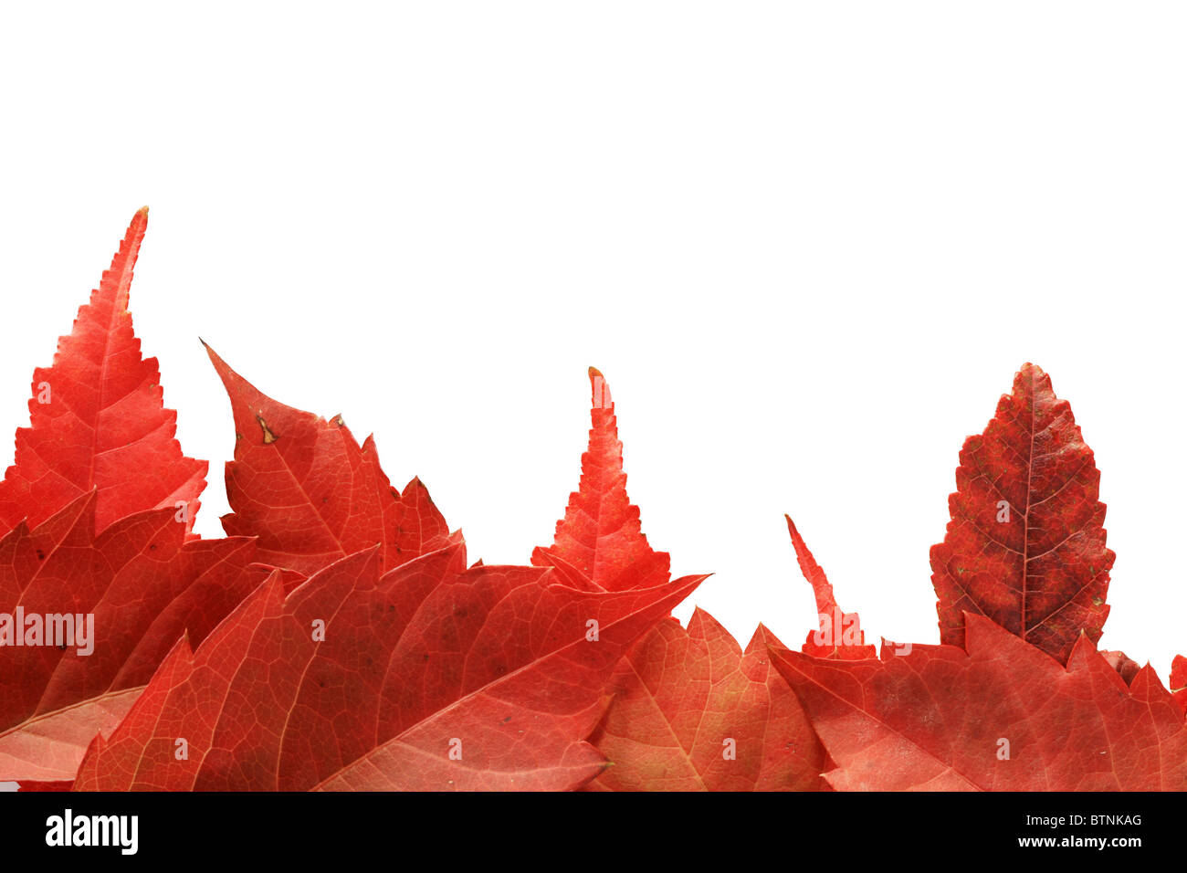 red fall leaves along the bottom of a white background making a border ...