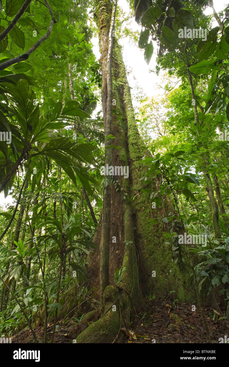 Lowland Rainforest La Selva Biological Station, Costa Rica Stock Photo ...
