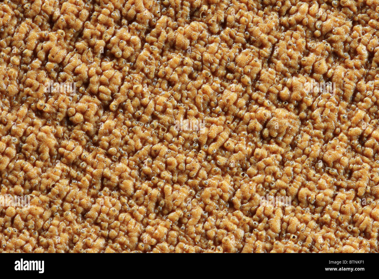 tan rubber yoga mat macro for background texture Stock Photo - Alamy