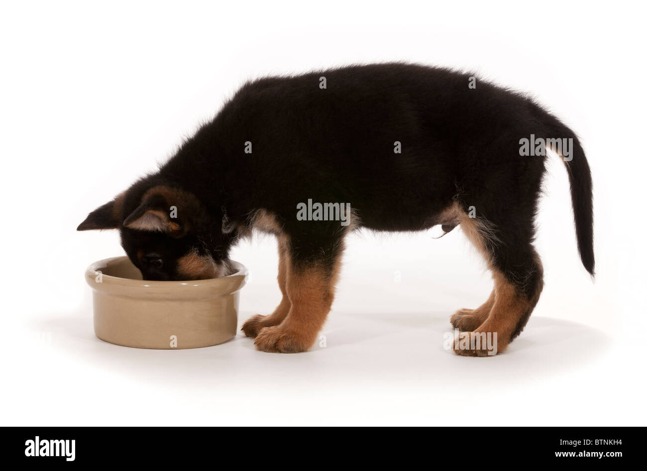 German Shepherd Dog puppy at eight weeks old Stock Photo - Alamy