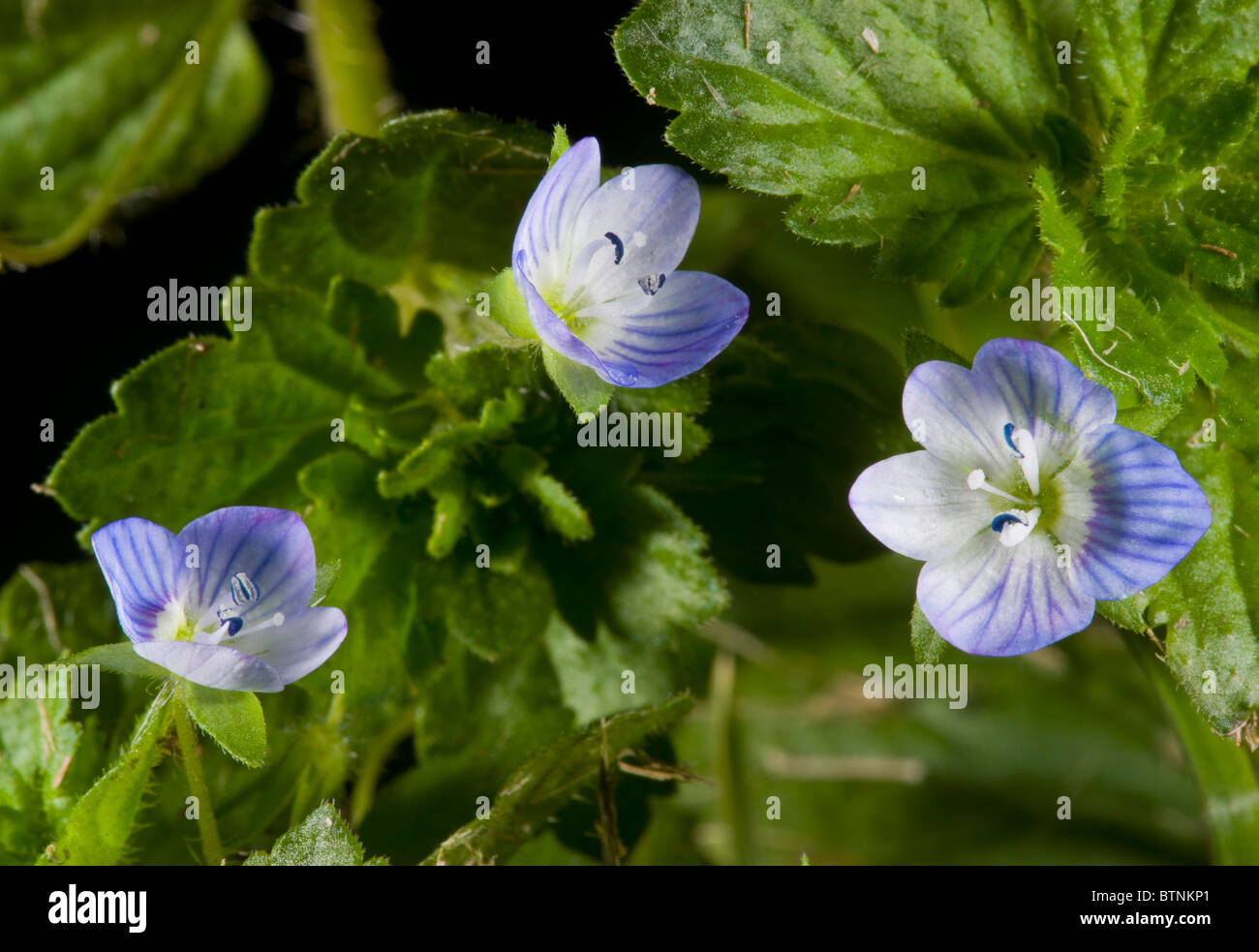 Veronica persica hi-res stock photography and images - Alamy