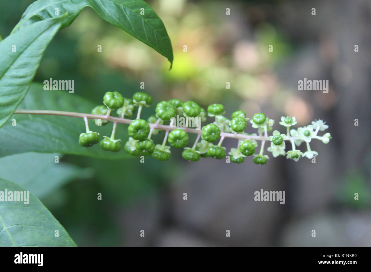 Phytolacca Americana / American Pokeweed Stock Photo - Alamy
