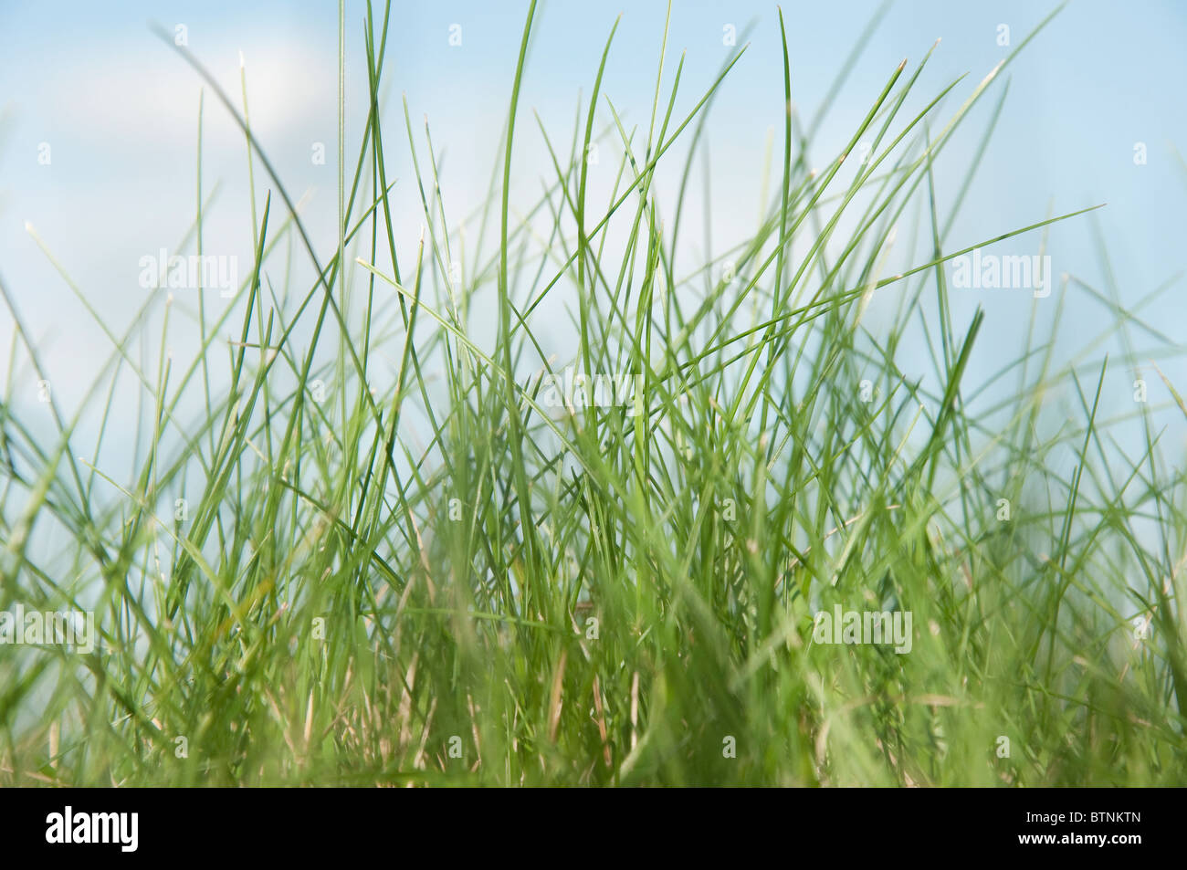 Extreme low angle view of blades of grass Stock Photo - Alamy