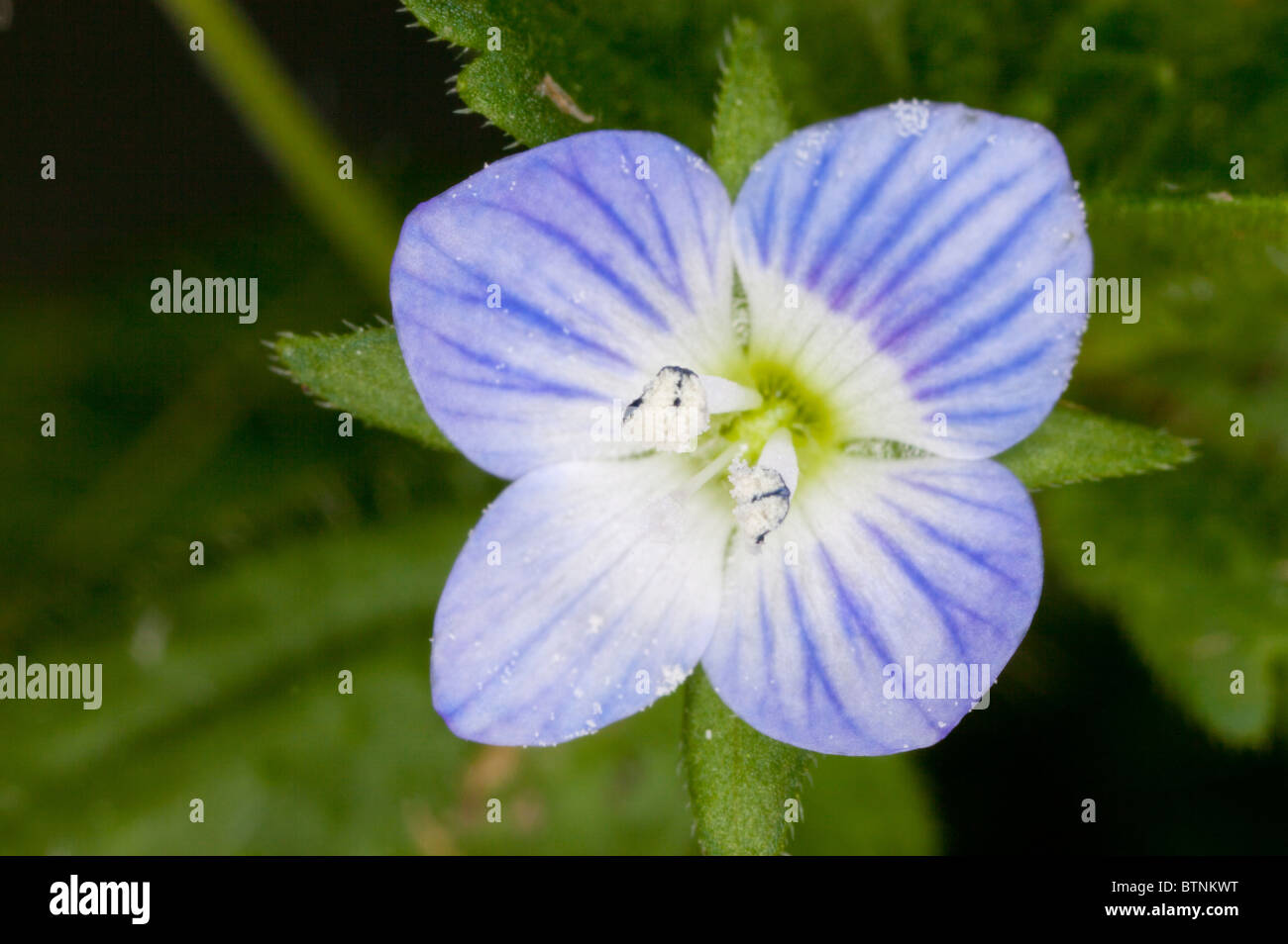 Common Field-Speedwell, Veronica persica in flower. Widespread arable ...